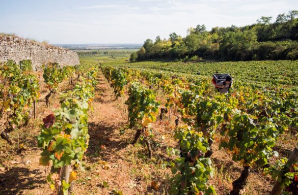 Wine Tasting | Spring Activities | Kelly's Resort Hotel